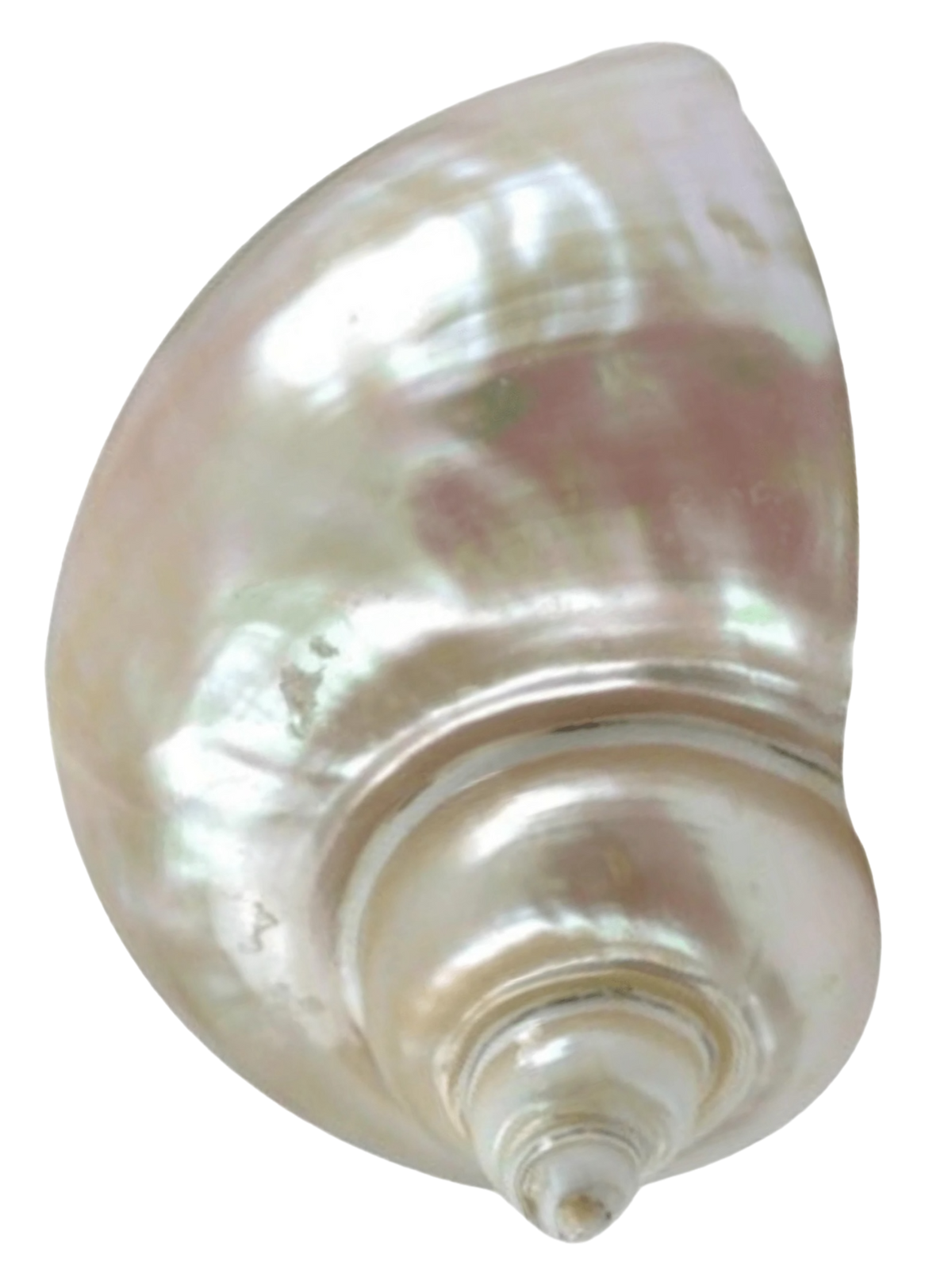 Turbo Shell Charm | SEA BONES